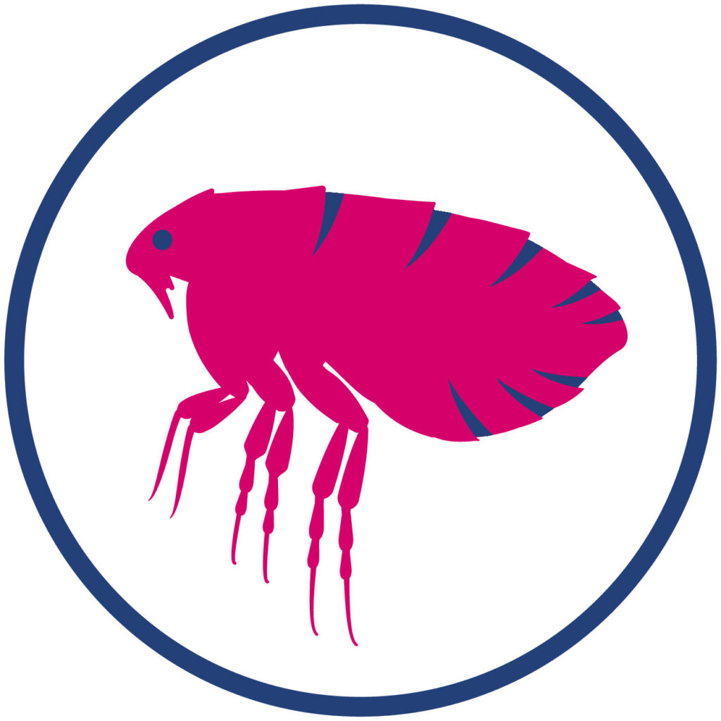 Cat parasites - Felpreva Australia